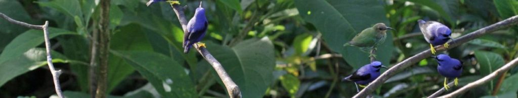 Sunbirds: 'Hummingbirds' of Africa & Asia - The Naturalist Journeys Blog