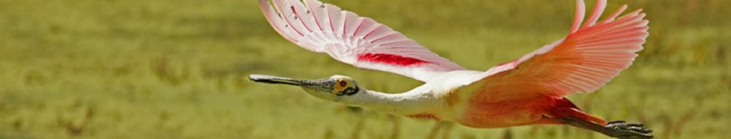 Sunbirds: 'Hummingbirds' of Africa & Asia - The Naturalist Journeys Blog