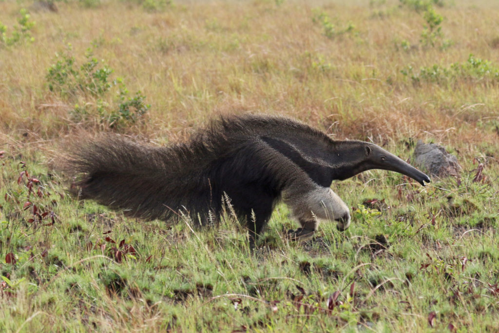Giant Anteater claws running web - The Naturalist Journeys Blog