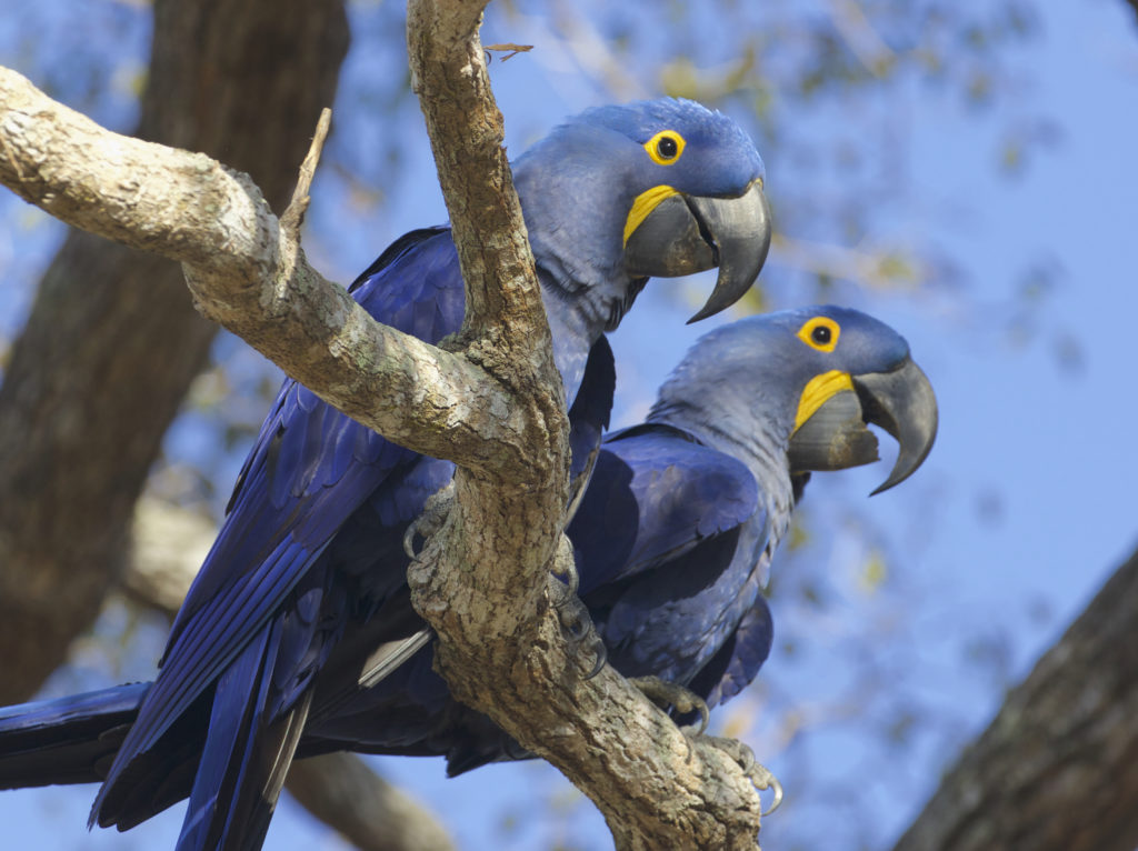 Hyacinth macaw Pair - The Naturalist Journeys Blog