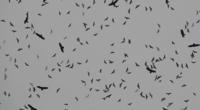 ‘River of Raptors’ makes Veracruz raptor migration tour unmissable