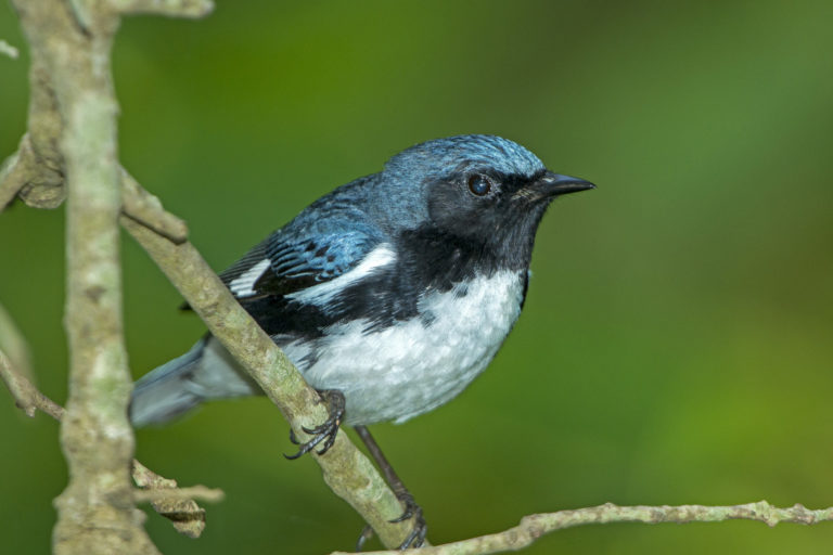 23 Warbler Species on Texas Migration Tour - The Naturalist Journeys Blog
