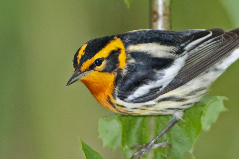 23 Warbler Species on Texas Migration Tour - The Naturalist Journeys Blog
