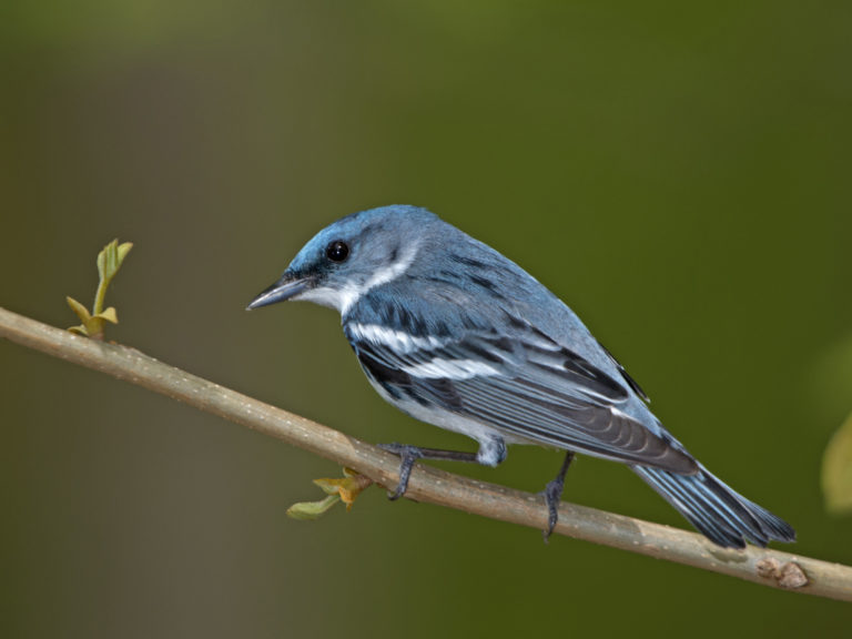 23 Warbler Species on Texas Migration Tour - The Naturalist Journeys Blog