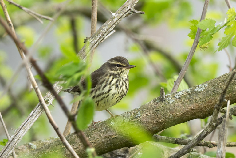 23 Warbler Species on Texas Migration Tour - The Naturalist Journeys Blog