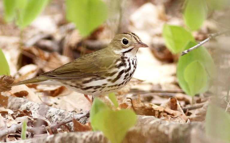 23 Warbler Species on Texas Migration Tour - The Naturalist Journeys Blog
