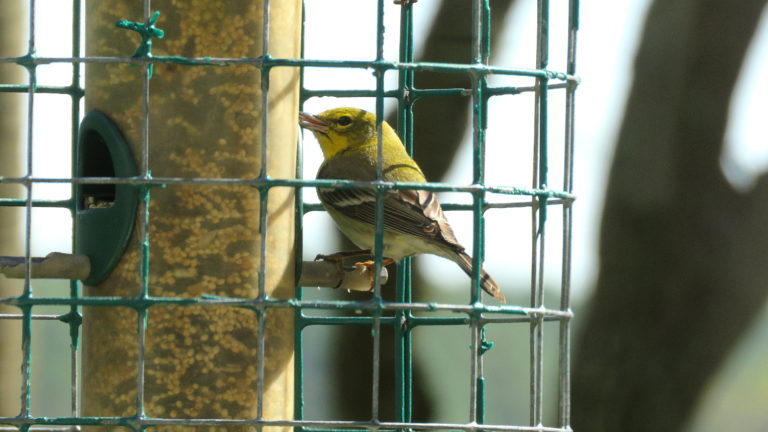 23 Warbler Species on Texas Migration Tour - The Naturalist Journeys Blog