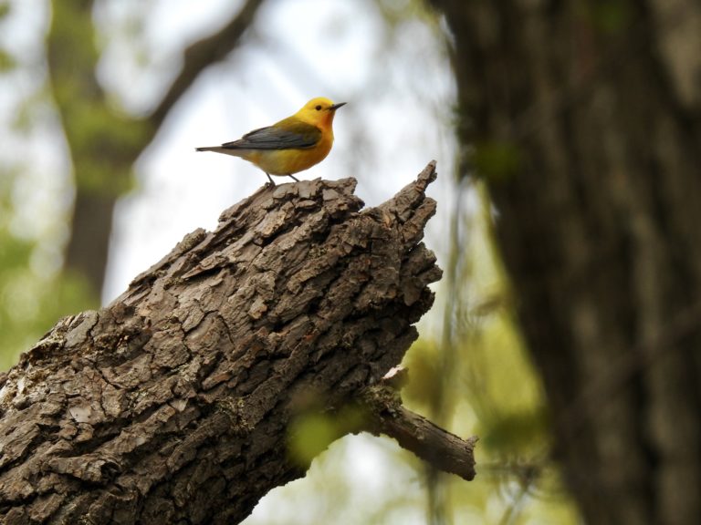 23 Warbler Species on Texas Migration Tour - The Naturalist Journeys Blog