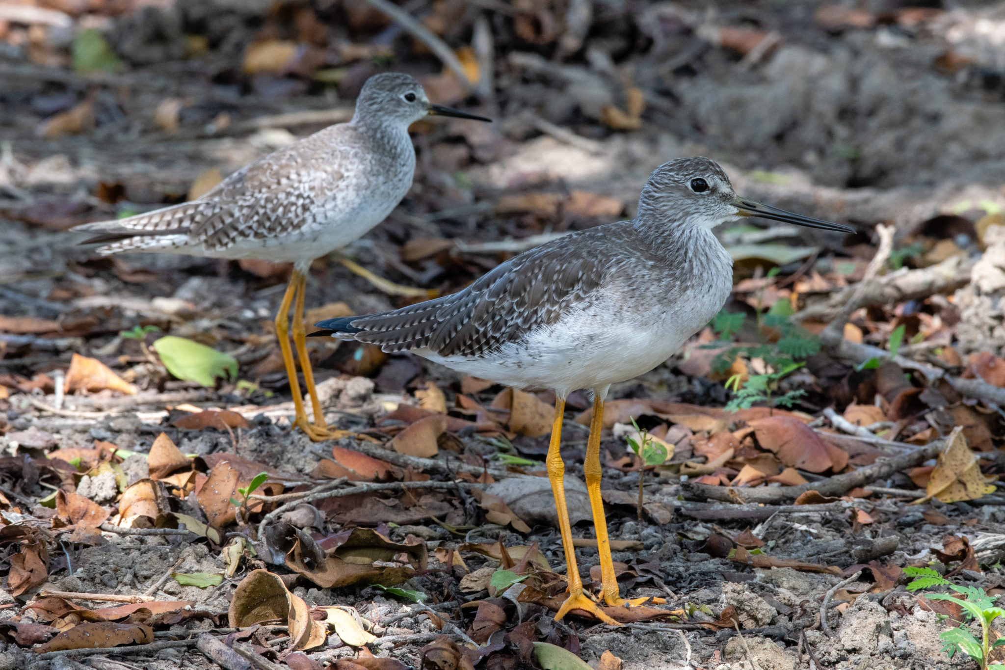 The Geometry of Birding - The Naturalist Journeys Blog