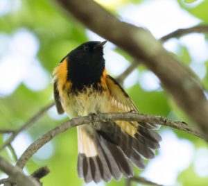 What Was Your Spark Bird? - The Naturalist Journeys Blog