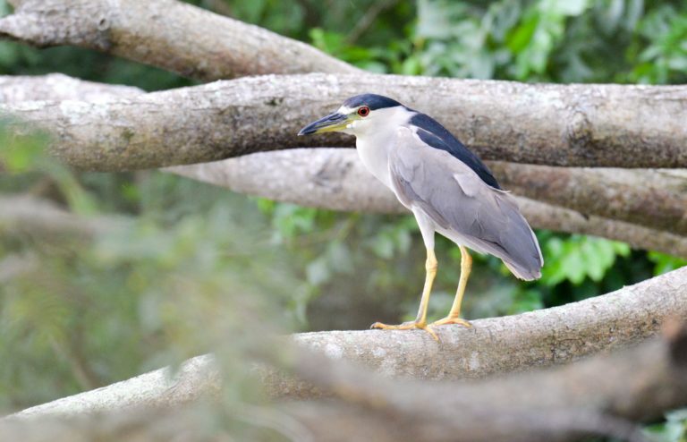 What Was Your Spark Bird? - The Naturalist Journeys Blog