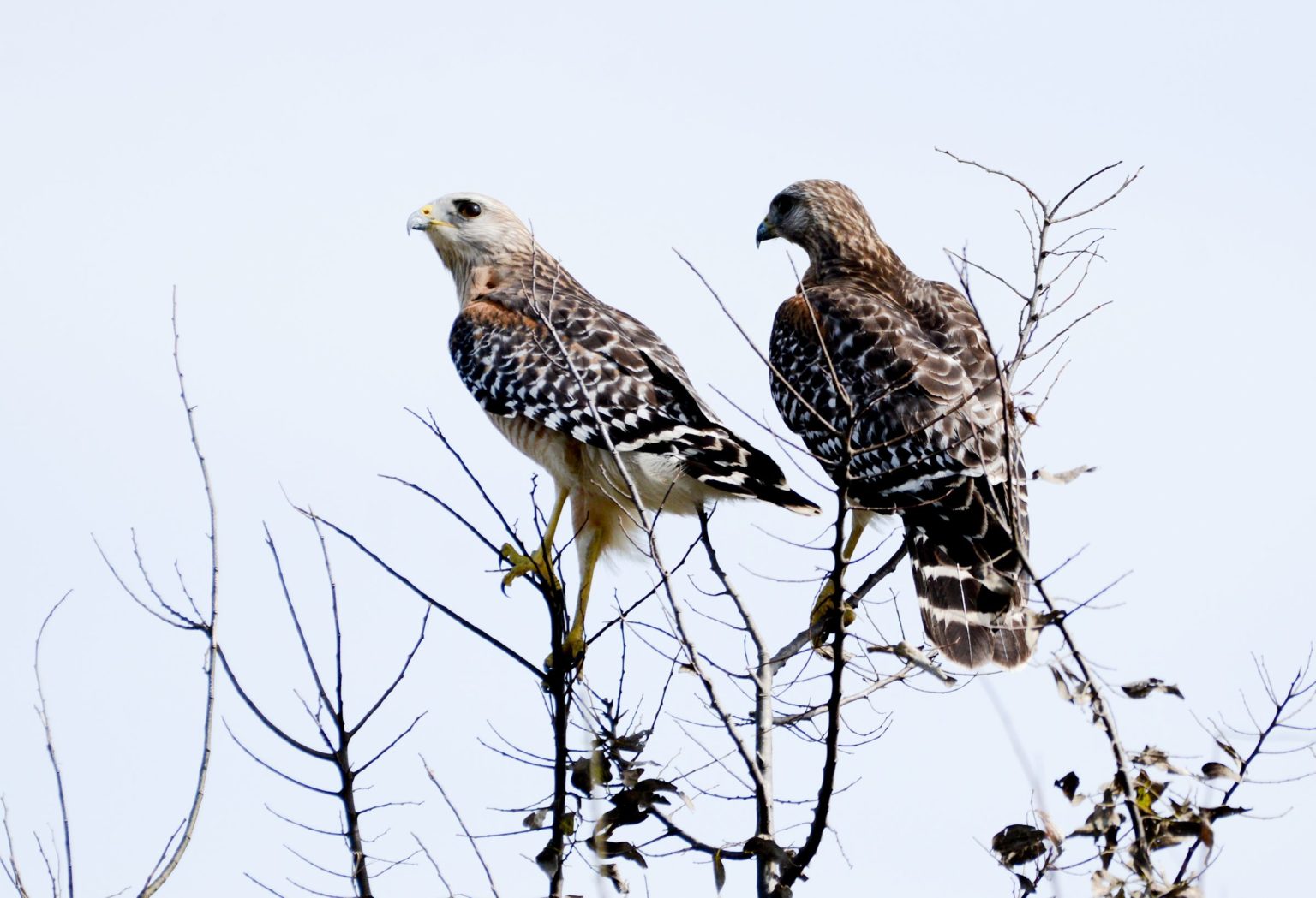 What Was Your Spark Bird? - The Naturalist Journeys Blog