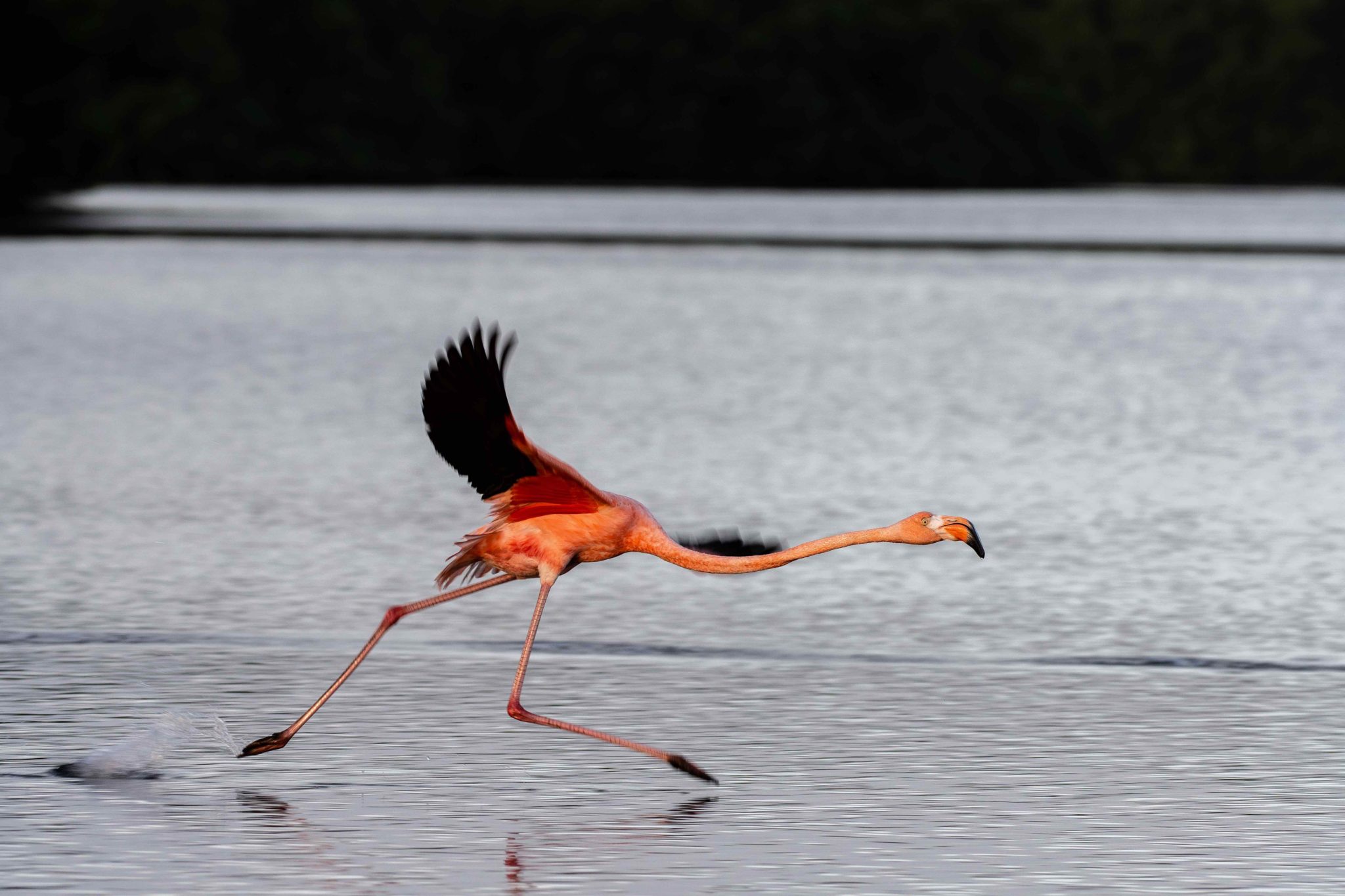 Ask A Scarlet Ibis: The First Name in Trinidad Ecotourism Was Nanan ...