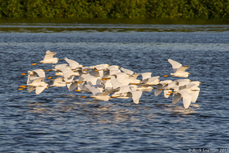 Snowy-Egret-flock-Caroni-BSNEL - The Naturalist Journeys Blog