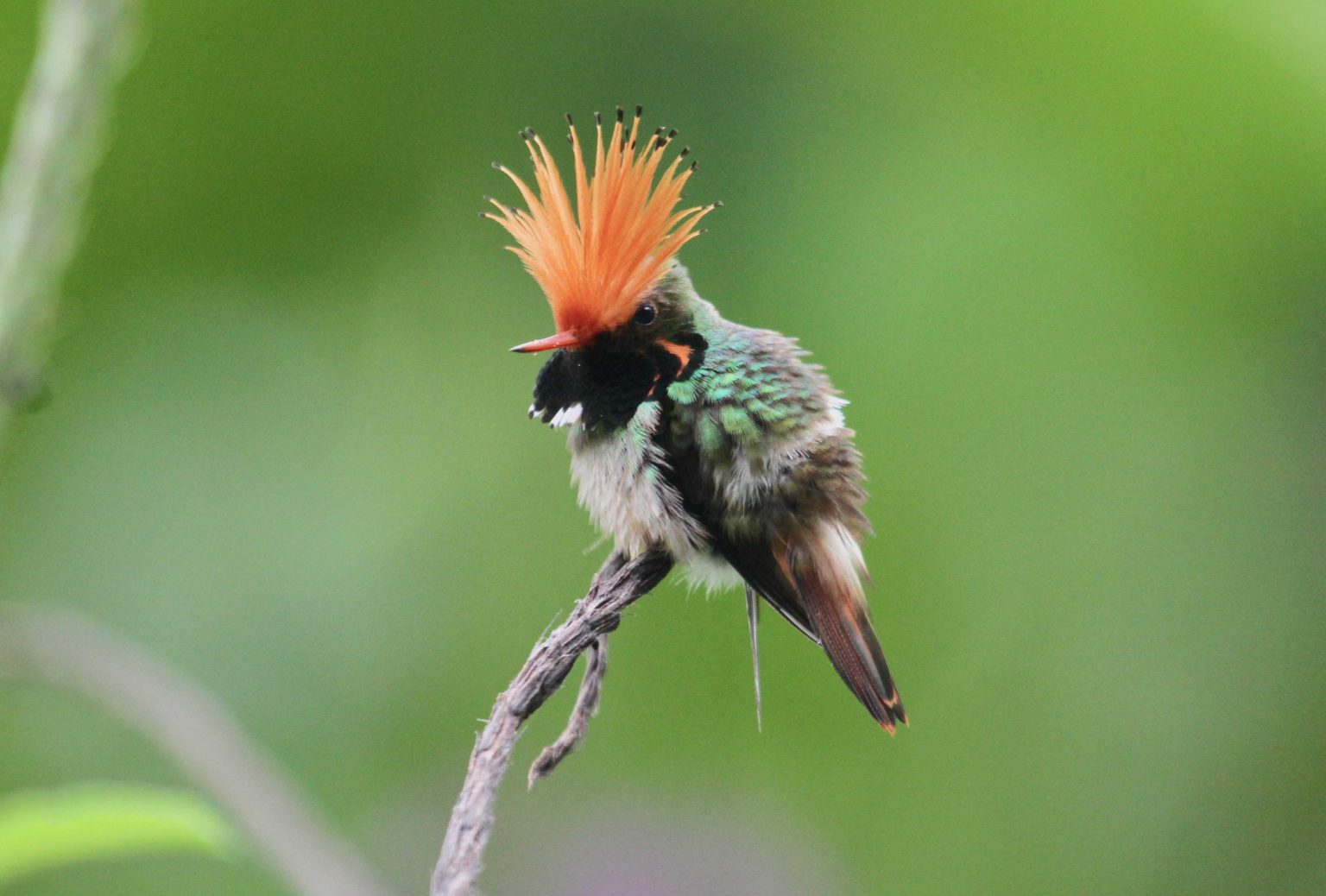 Fabulous Facts about Hummingbirds: Species from Naturalist Journeys ...