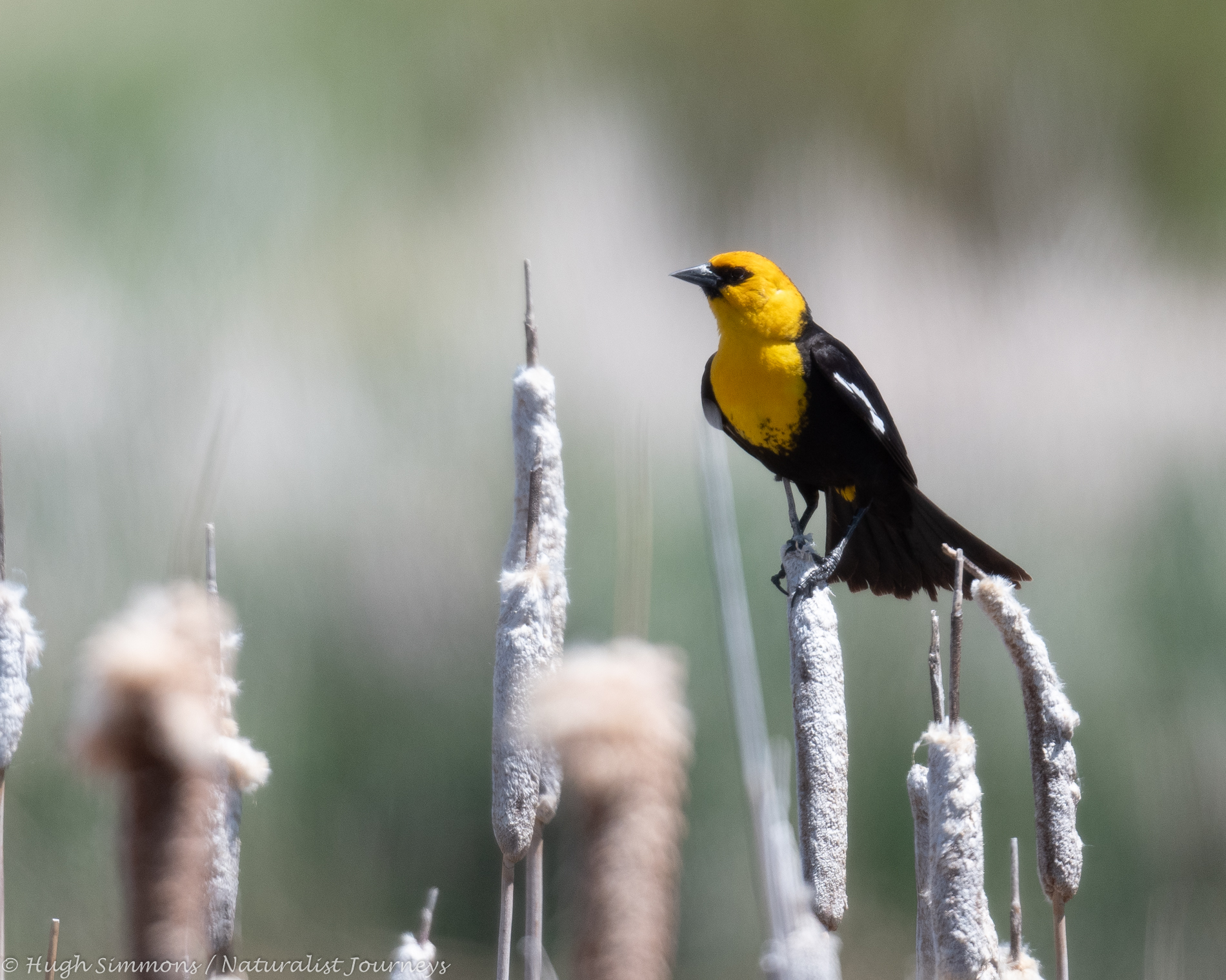 Wetlands, Waterfowl, and Wine: Birding in the California Central Valley