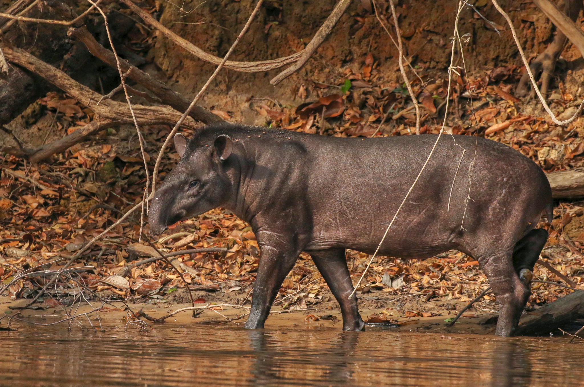 A Pantanal Panoply: The 'Big Five' of Brazil Birds and Mammals - The ...