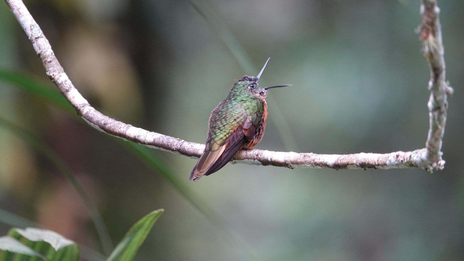 Fabulous Facts about Hummingbirds: Species from Naturalist Journeys ...