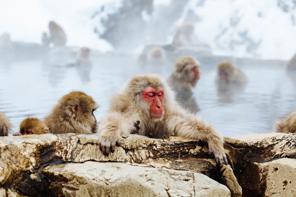 Monkey_Meditation_Matthew-Kane-wikimedia-commons - The Naturalist ...