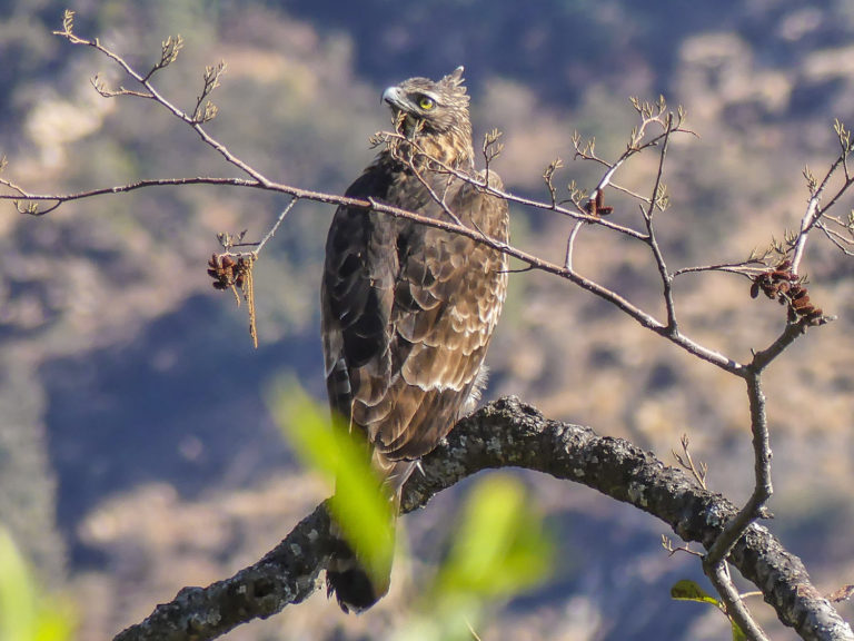 Mountain Hawk-Eagle - The Naturalist Journeys Blog