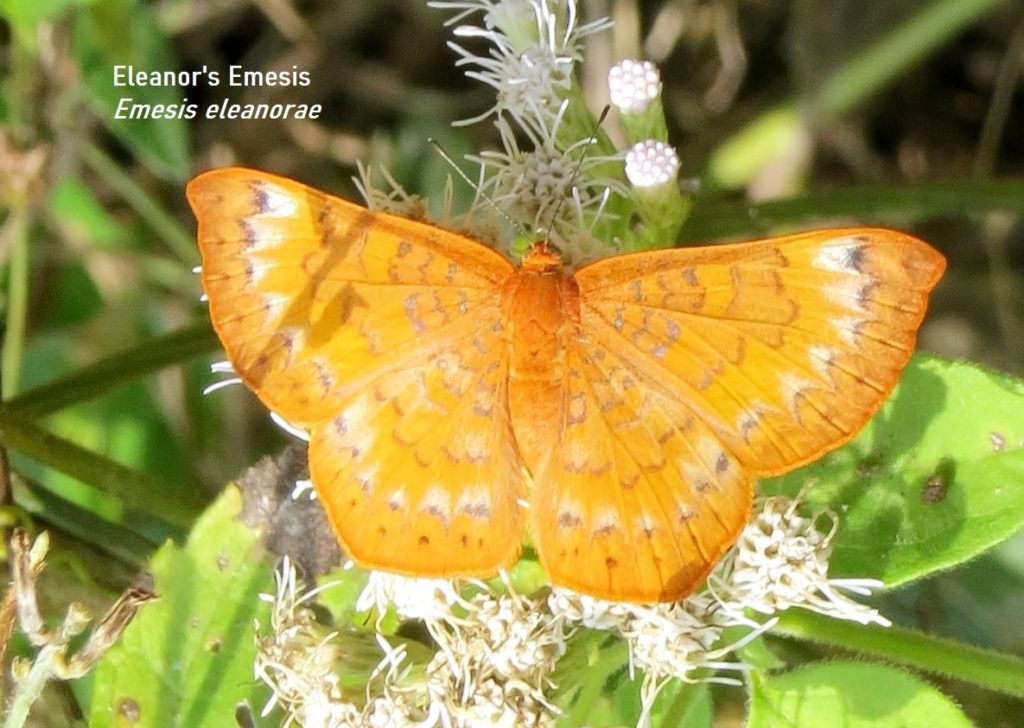 Honduras Bird and Butterfly Guide Author Robert Gallardo Knows ...