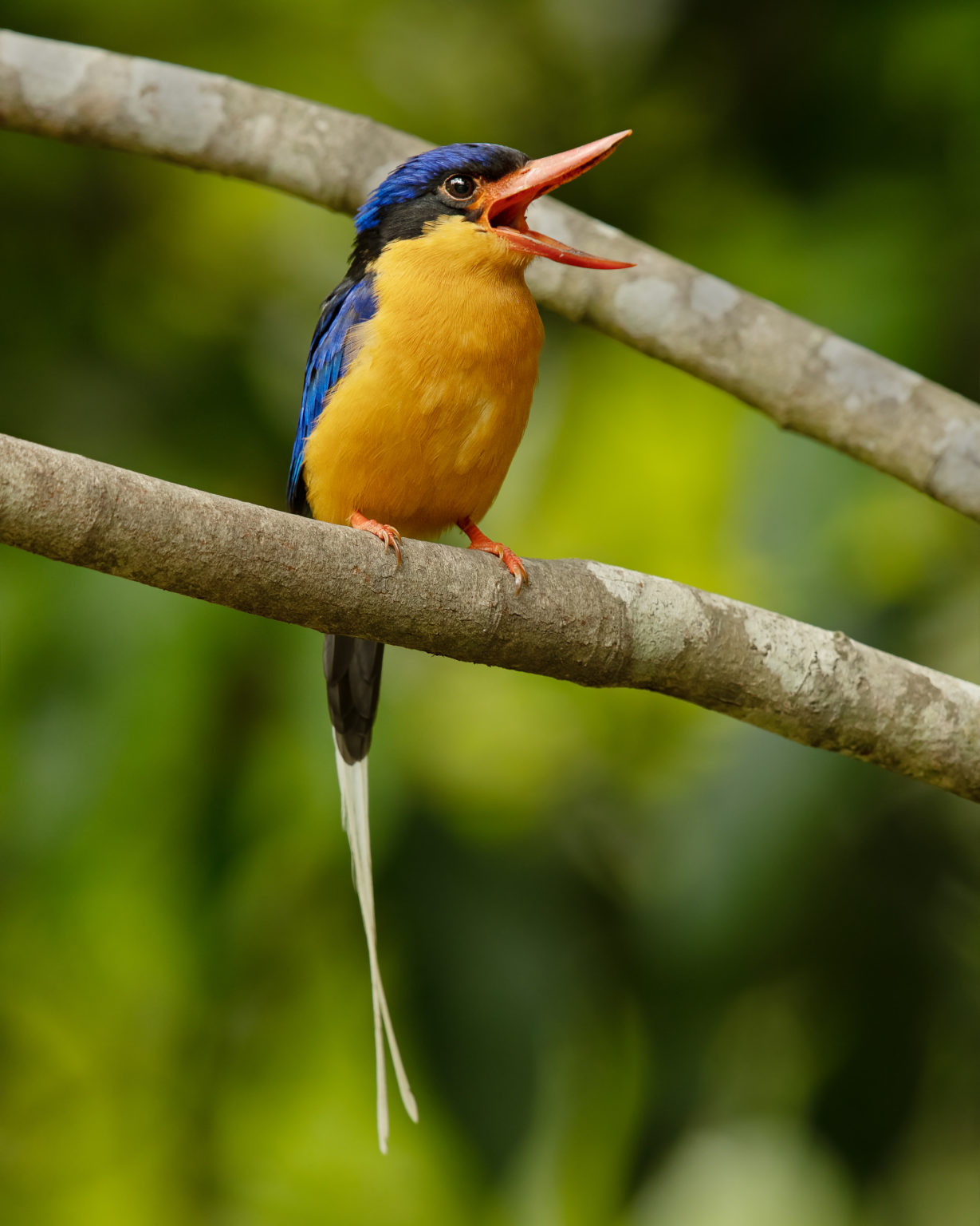 Charismatic Kingfishers are Beloved BirdS – Just ask a Kookaburra ...