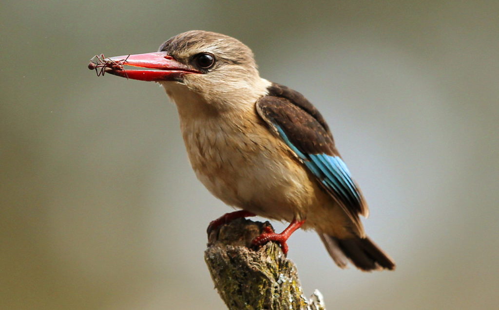 Male Brown-hooded Kingfisher, Halcyon albiventris caught a wasp, - The ...
