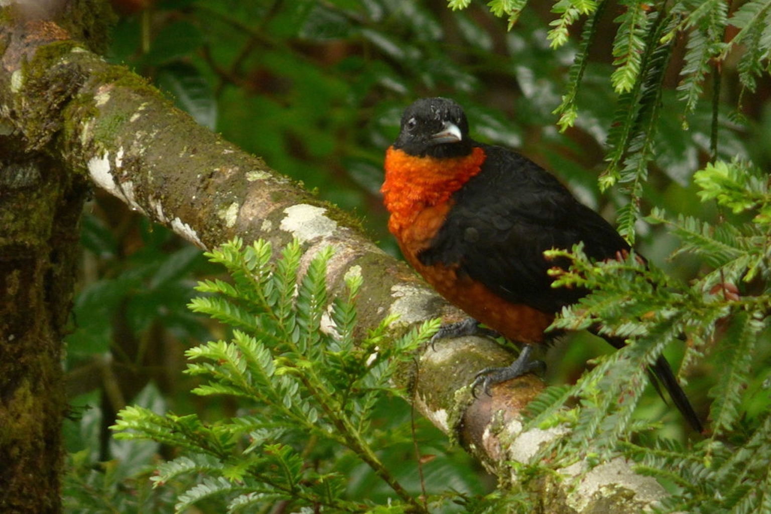 Red-ruffed Fruitcrow, Alejandro Bayer Tamayo via Wikimedia Commons ...