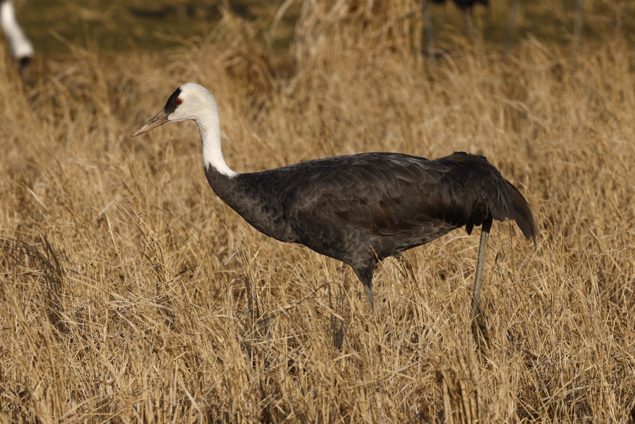 Elegant And Exclusive, the Crane Family has Just 15 Members - The ...