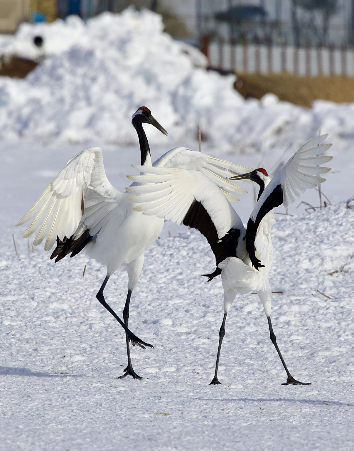 Elegant And Exclusive, the Crane Family has Just 15 Members - The ...