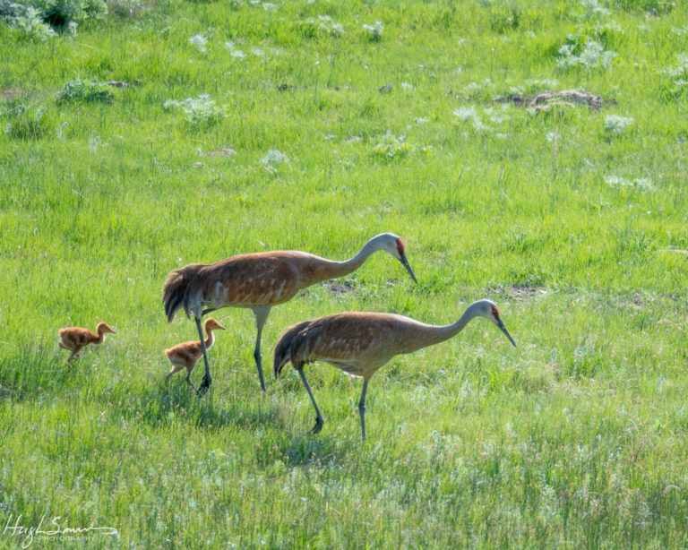 Elegant And Exclusive, the Crane Family has Just 15 Members - The ...