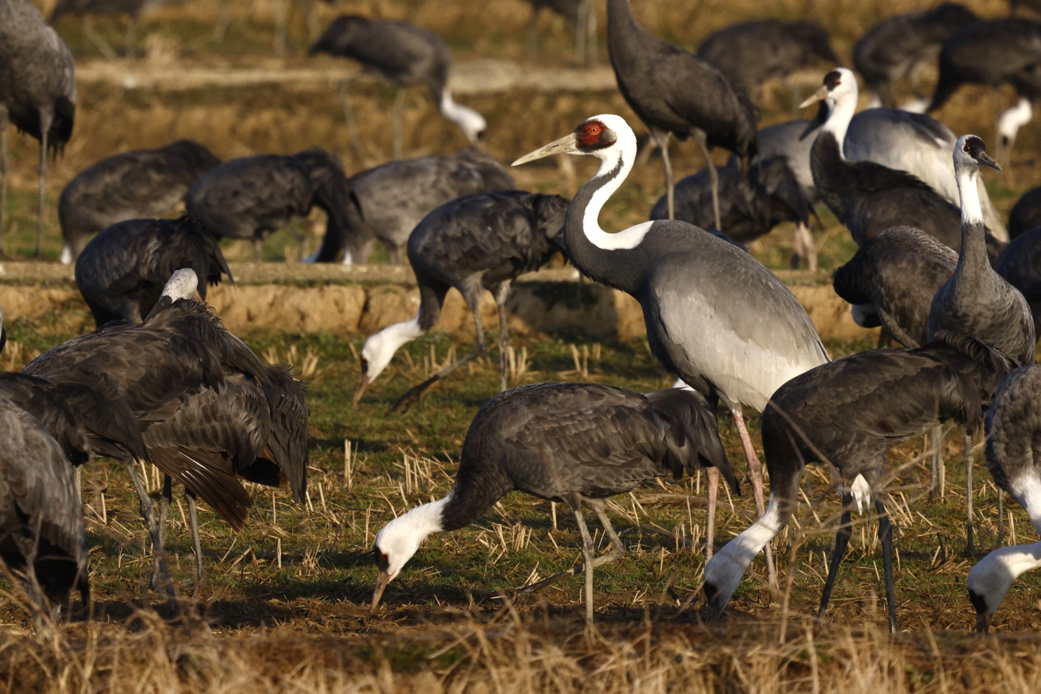 Elegant And Exclusive, the Crane Family has Just 15 Members - The ...