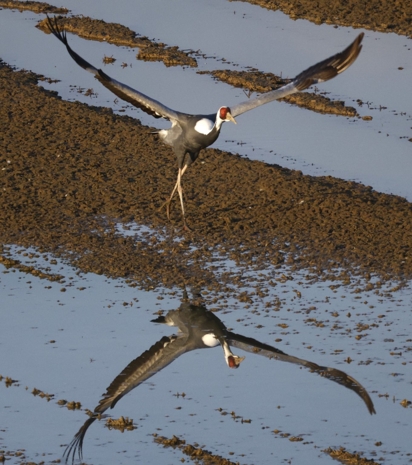 Elegant And Exclusive, the Crane Family has Just 15 Members - The ...