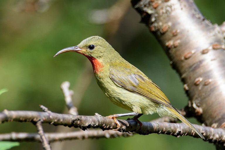 Sunbirds: 'Hummingbirds' of Africa & Asia - The Naturalist Journeys Blog