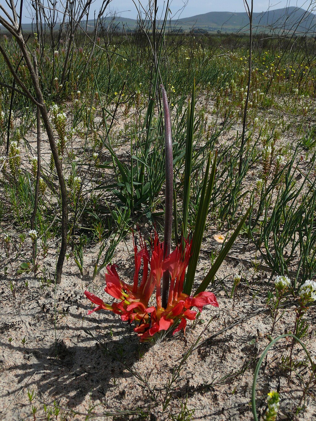 Sunbirds: 'Hummingbirds' of Africa & Asia - The Naturalist Journeys Blog