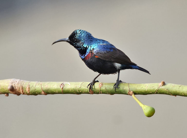 Sunbirds: 'Hummingbirds' of Africa & Asia - The Naturalist Journeys Blog