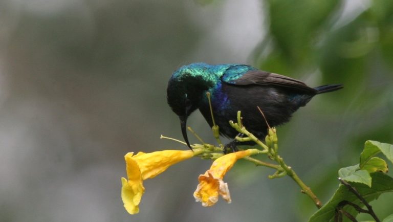 Sunbirds: 'Hummingbirds' of Africa & Asia - The Naturalist Journeys Blog