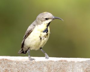 Sunbirds: 'Hummingbirds' of Africa & Asia - The Naturalist Journeys Blog