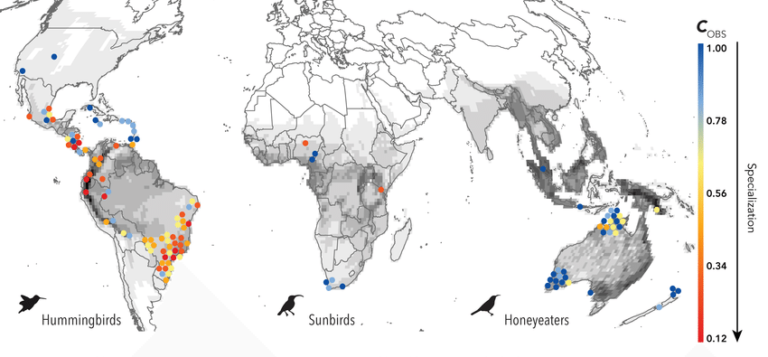 Sunbirds: 'Hummingbirds' of Africa & Asia - The Naturalist Journeys Blog