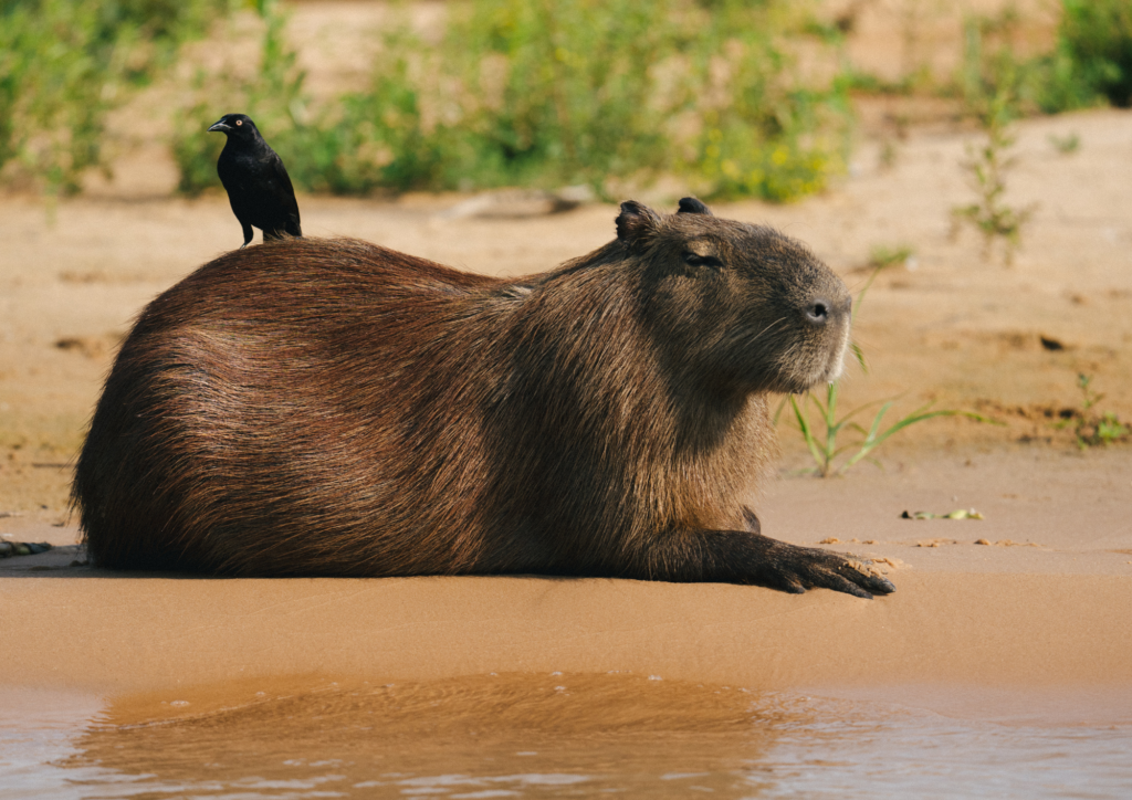 capybara-2 - The Naturalist Journeys Blog