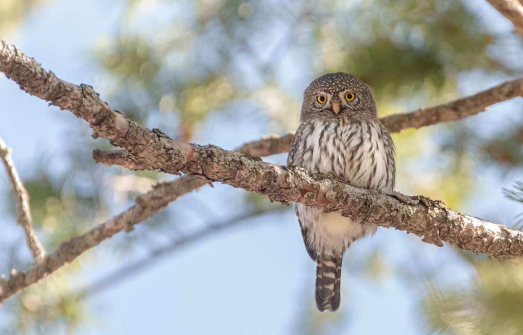 Owl Prowls in the USA - The Naturalist Journeys Blog